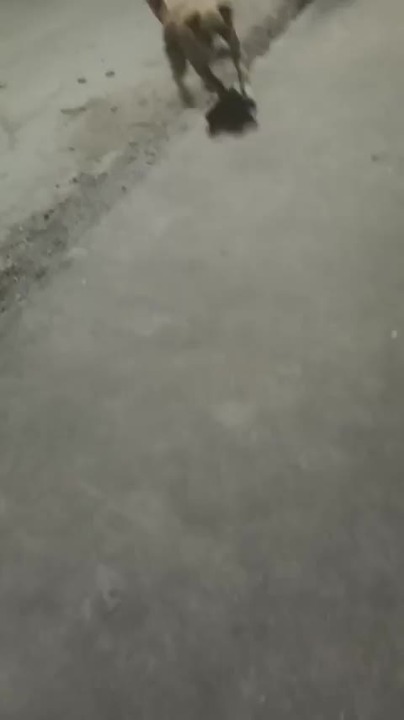 Pet pet - Meme by Alivetipo :) Memedroid