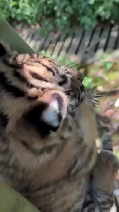 Bring a smol tiger with you - Meme by Alivetipo :) Memedroid