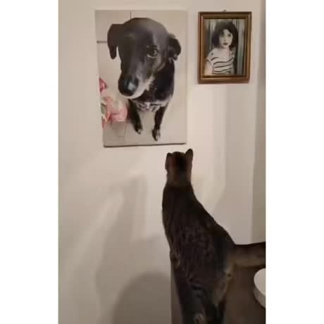 Catto misses him - Meme by jokcrazy :) Memedroid