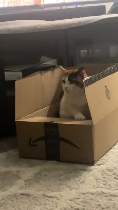 cats and boxes - Meme by DamagedJax :) Memedroid