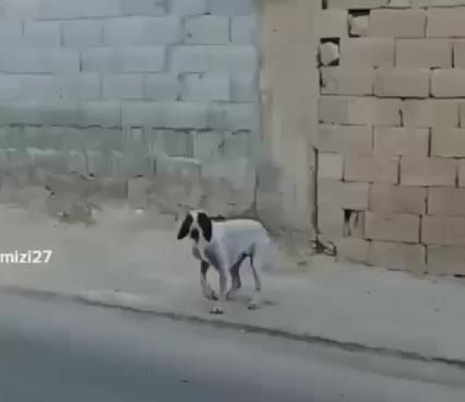 Perro mendigo - Meme subido por reginourban :) Memedroid