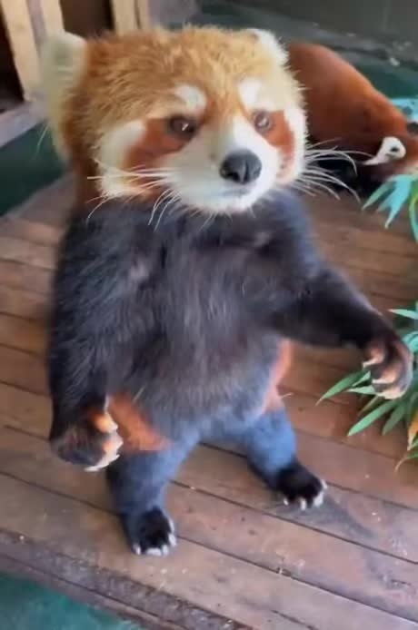 Red panda enjoying some fruits - Meme by TaylorStep :) Memedroid