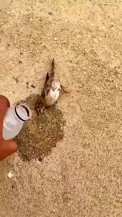 Rescuing a bird - Meme by DamagedJax :) Memedroid