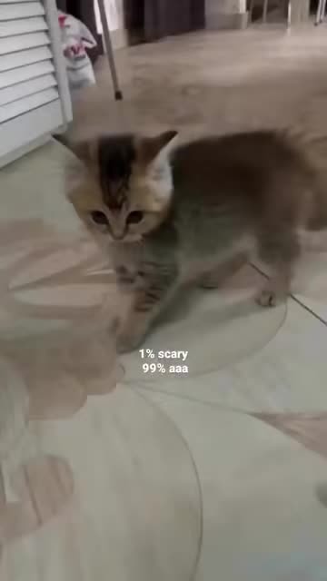 Meow - Meme by messer999 :) Memedroid