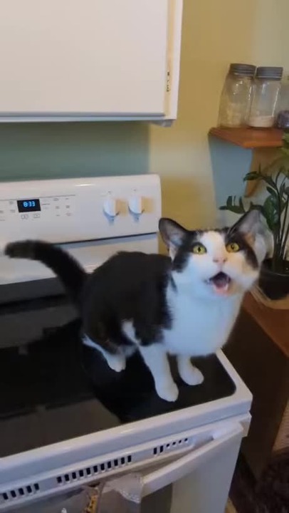 How to pet your cat - Meme by WarriorTrash :) Memedroid