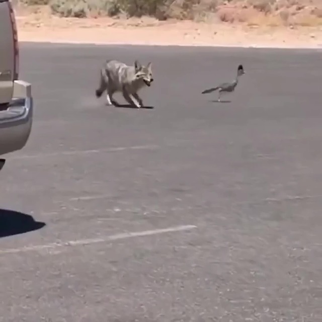Incredible scene of a coyote persecuting road runner in real life ...