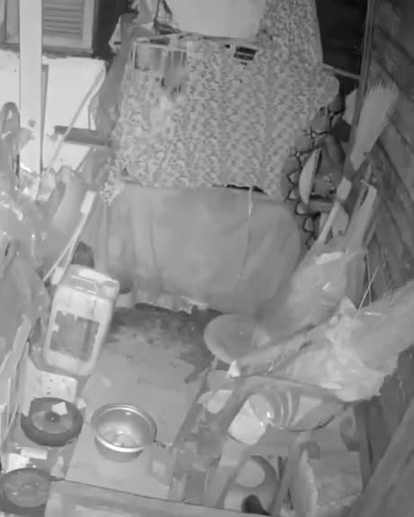 A man saved his pet cats from a huge Python - Meme by shelbytrash ...