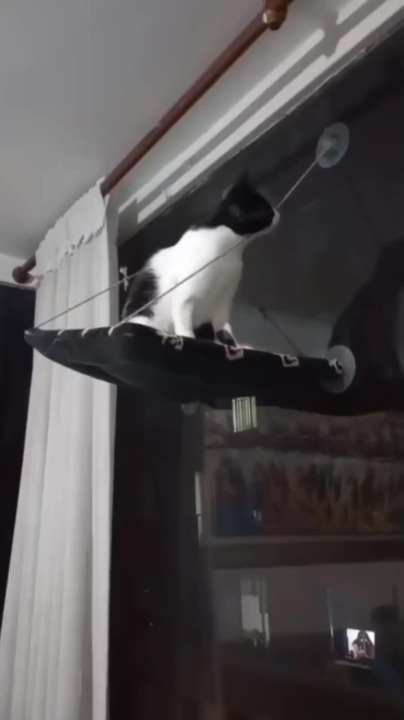 Gato callendo - Meme subido por juanpitocorto :) Memedroid