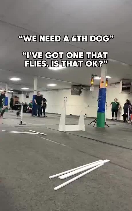 Flying dog - Meme by imROYAL :) Memedroid