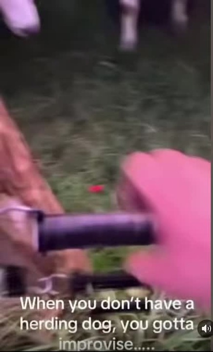 Alternativa a un perro pastor - Meme subido por MMD_Fun_Agent_ES ...