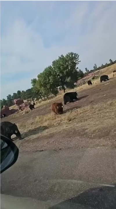 Many bears marching to a food truck - Meme by Huntertree :) Memedroid