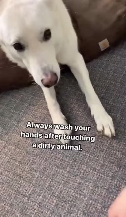 wash your paws - Meme by X03ax :) Memedroid