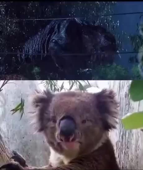 Eucalyptus Rex - Meme by CampingIsStrategy :) Memedroid