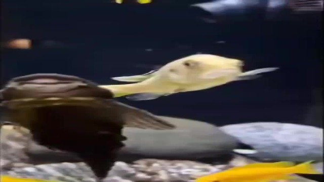 Pleco - Meme by bluecranium :) Memedroid