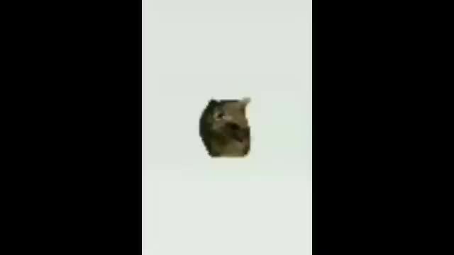 Gato rotando con una canción bien chida de fondo (no apto para ...