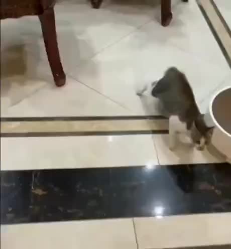 Flying cat - Meme by schizoidman :) Memedroid