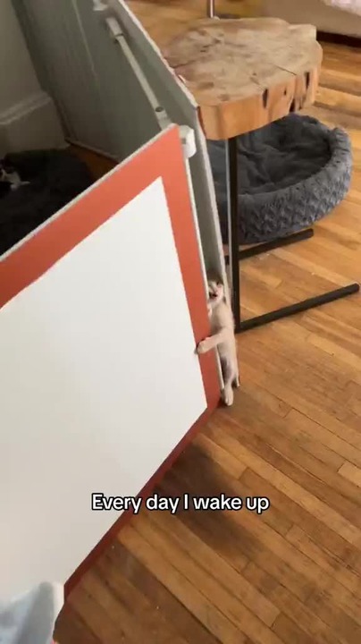 Cat activities - Meme by FireGun10 :) Memedroid