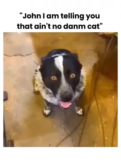 Doggo is not trusting the new pet - Meme by tivoxx :) Memedroid