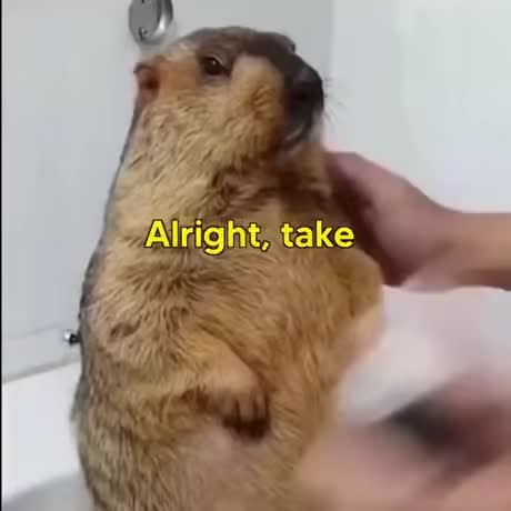best animal meme i've seen in a while - Meme by vaperWave :) Memedroid