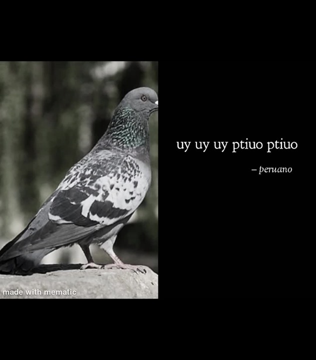 Peruano - Meme by emibarajas :) Memedroid