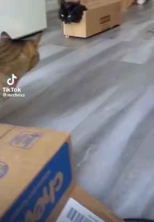 Box - Meme by Knot_daddy :) Memedroid