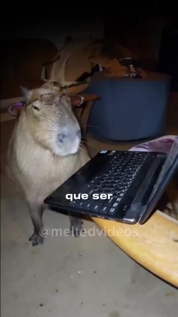 Capivara NEET - Meme by Parker1962 :) Memedroid