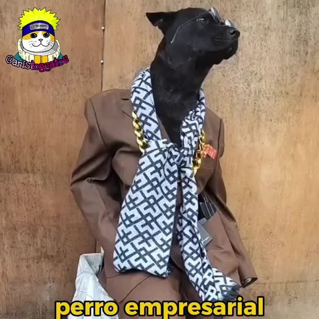 Perro con flow 2 - Meme subido por xlHEINER :) Memedroid