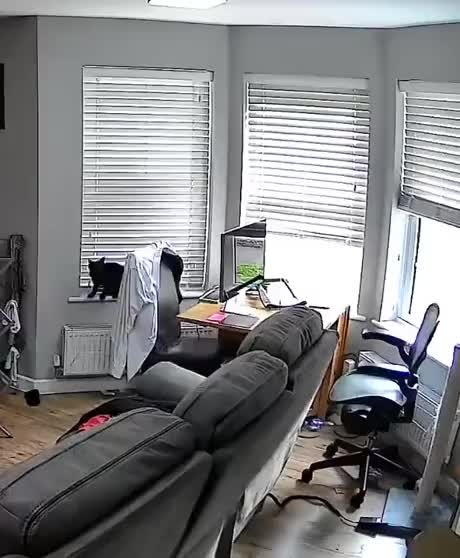 Ese gato ya se puede esconder - Meme subido por luisillo74 :) Memedroid