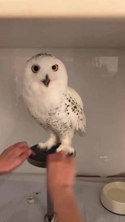 Guess what, another snowy owl video - Meme by Grug :) Memedroid