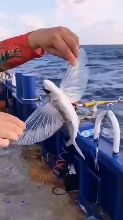 flying fish - Meme by slurpmaldo :) Memedroid