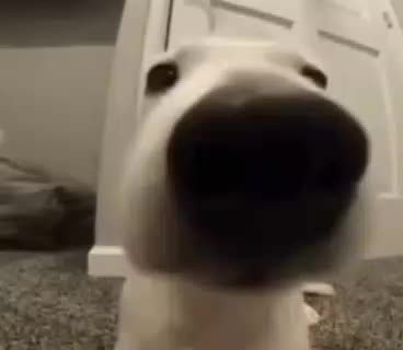 perro oliendo la cámara como el adorable y peludo cuadrúpedo canino que ...