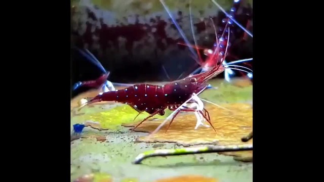 Riverdance - Meme by Alpharius :) Memedroid