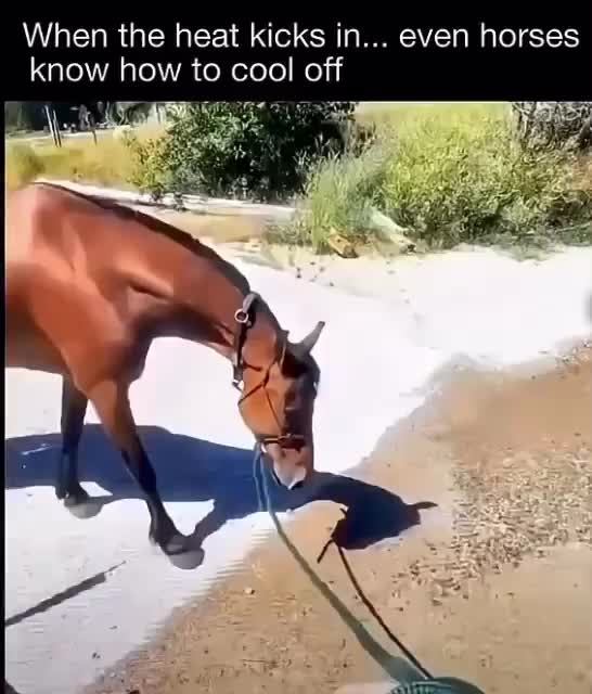 You can lead a horse to water... - Meme by Cliffy_99 :) Memedroid