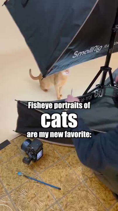 Fisheye cat portraits are pure chaotic perfection - Meme by mcstankus ...