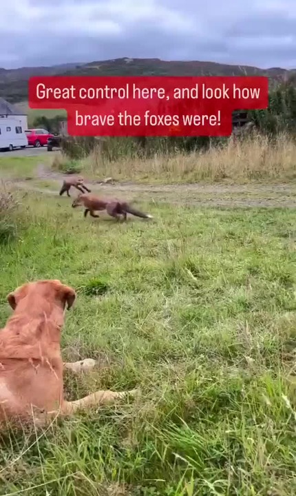 Dog keeps calm under foxes pressure - Meme by Skaint :) Memedroid