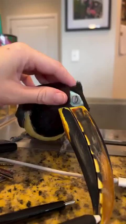 Toucan - Meme by BenBluel :) Memedroid