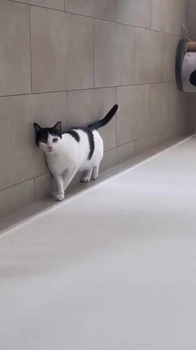 cat physics - Meme by Rocketman5004 :) Memedroid