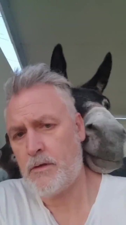 Steve, not the ears -_- - Meme by H00man :) Memedroid