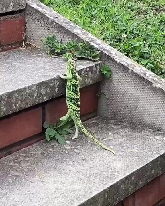 Michael reincarnated... - Meme by HelgiTheHaggard :) Memedroid