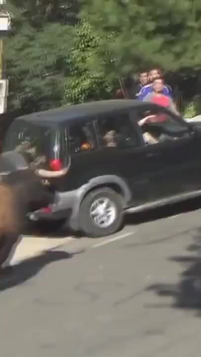 Toro - Meme subido por deleted_b9388f3cd82 :) Memedroid