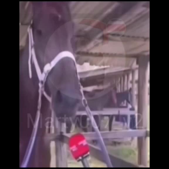 Don caballo - Meme subido por Marty007_v2 :) Memedroid