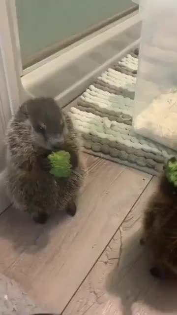 Cute groundhogs getting ready for Groundhog day 2025 - Meme by BRIcola ...