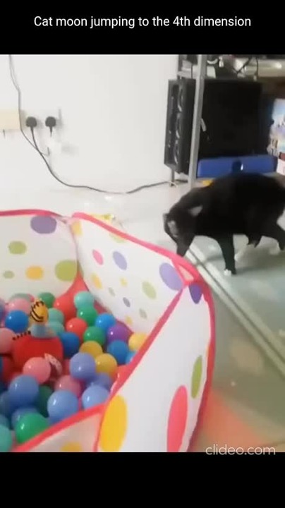 CATapult - Meme by Disappointed_father :) Memedroid