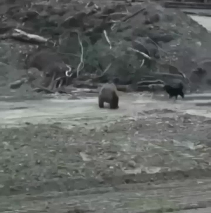 Se liga no passo do urso - Meme by CaroData :) Memedroid