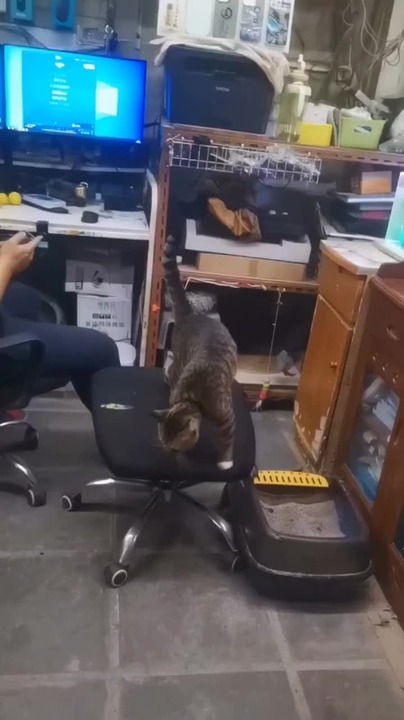 Jackson Cat - Meme by MMD_Fun_Agent :) Memedroid