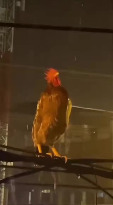 Chicken - Meme by Knot_daddy :) Memedroid