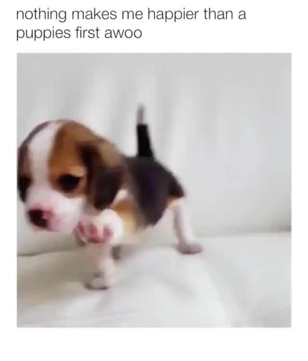 Awoooo - Meme subido por tamikins123 :) Memedroid