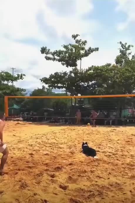 Border Collies talents are impressive, they even celebrated the point ...