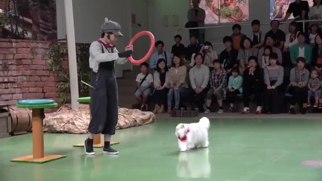 Dale vos podés - Meme subido por Eduargr :) Memedroid