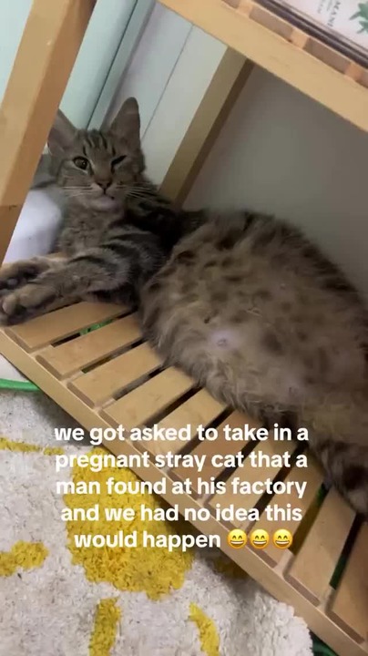 Pregnant stray cat - Meme by shelbytrash :) Memedroid